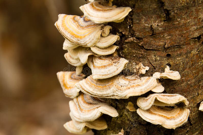 Champignons Sur Le Bois De Construction Image stock - Image du centrale ...
