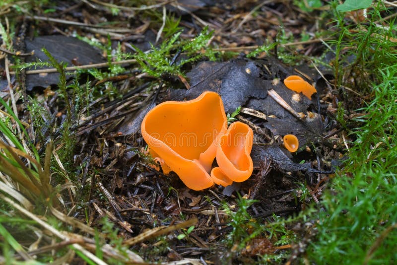 Mycètes image stock. Image du forêt, mycète, bois, champignons - 7788157