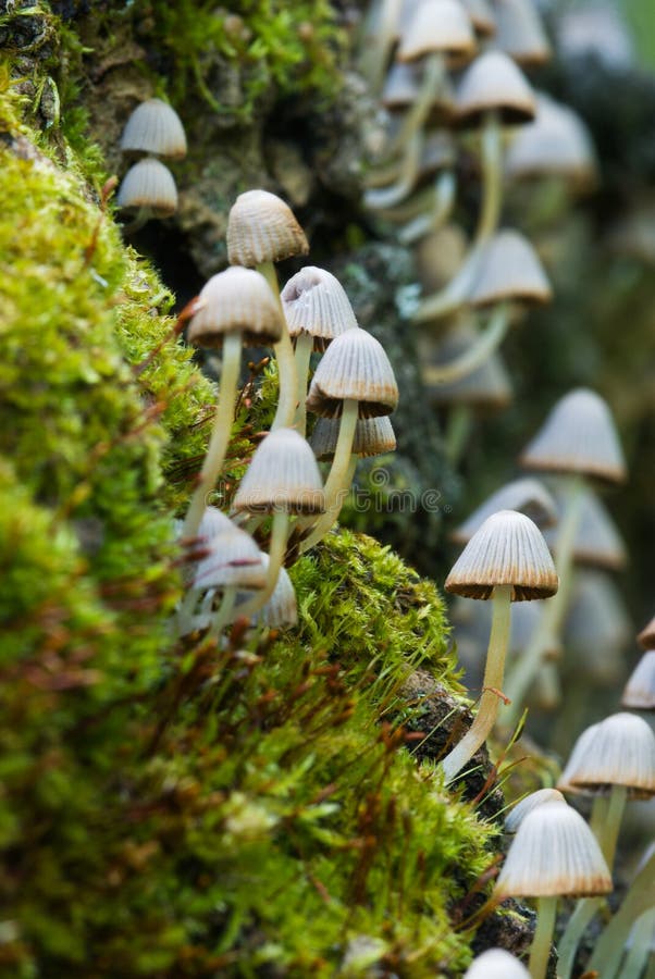 Forest Fungi image stock. Image du mycètes, forêt, champignon - 93249621