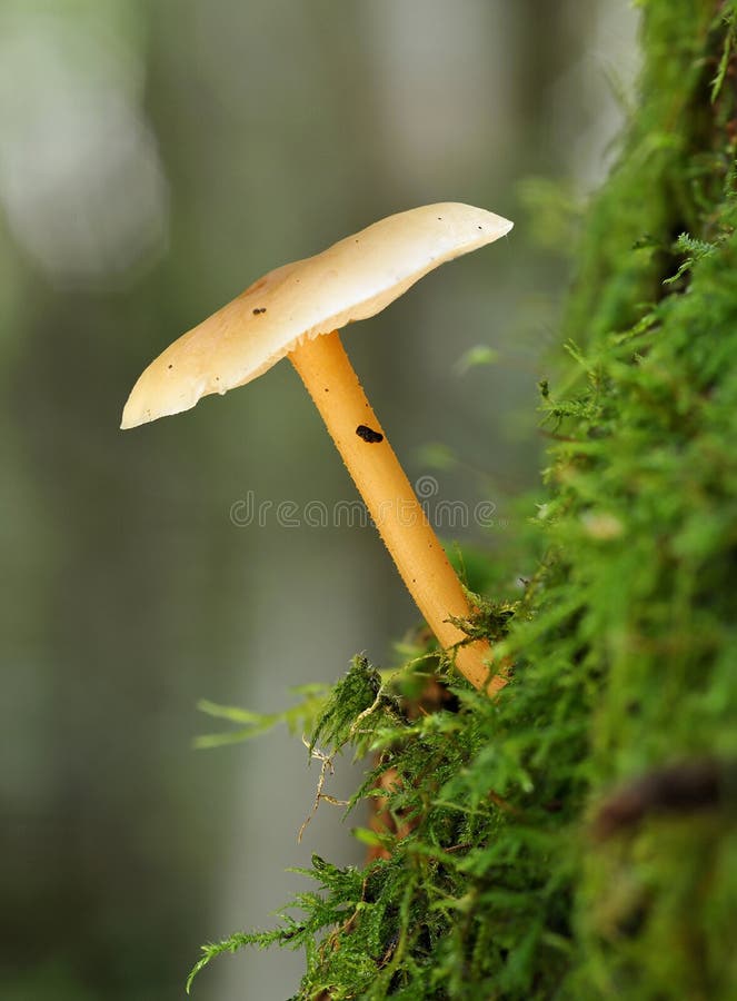 Mycètes roux de Toughshank image stock. Image du verticale - 27805071