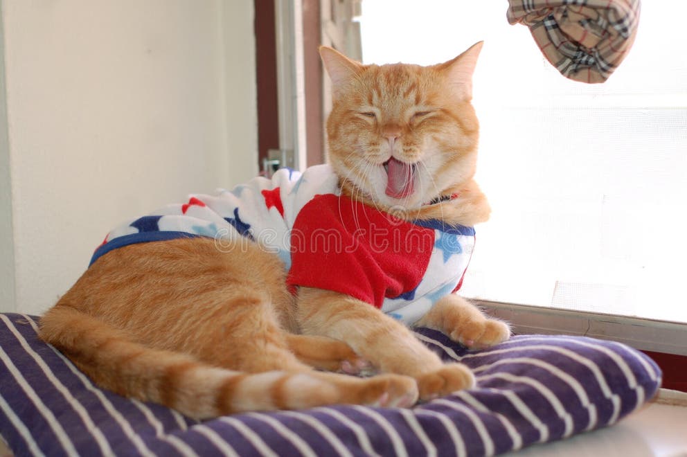 Mycat stock photo. Image of winter, garfield, worm, getup - 166258568