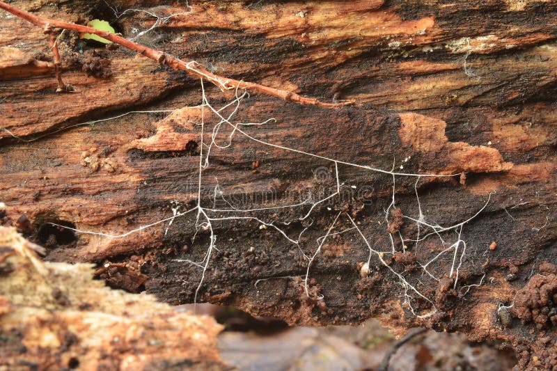 1,654 Mycelium Pattern Stock Photos - Free & Royalty-Free Stock Photos ...