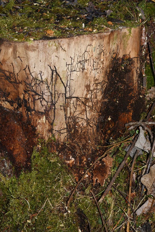 Mycelium Growing on an Old Rotting Tree Trunk Stock Image - Image of ...