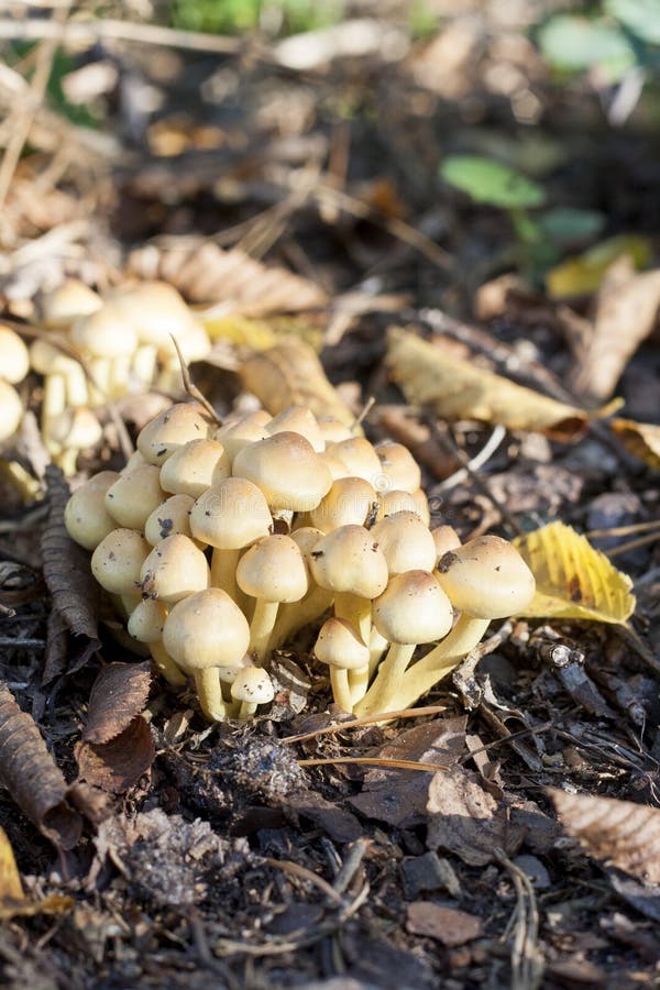 Mycelium Near Stump in the Autumn Forest, Sunlight, Close Up Stock ...
