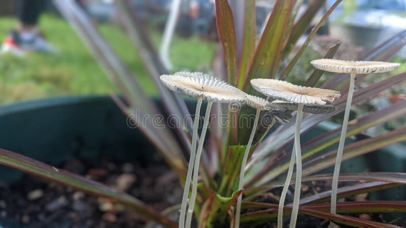 Mycelium in a planter stock photo. Image of family, mushroom - 227574562