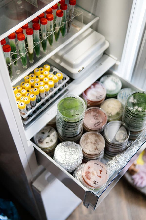 Mycelium Selection, Cultivation and Reservation of Mushrooms Under ...