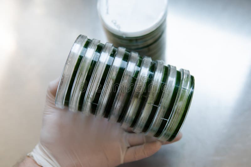 Mycelium Selection, Cultivation and Reservation of Mushrooms Under ...