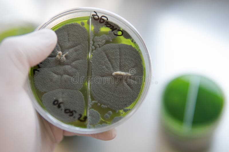 Mycelium Selection, Cultivation and Reservation of Mushrooms Under ...