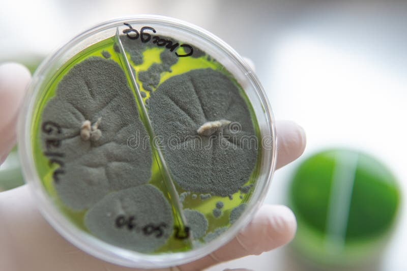 Mycelium Selection, Cultivation and Reservation of Mushrooms Under ...