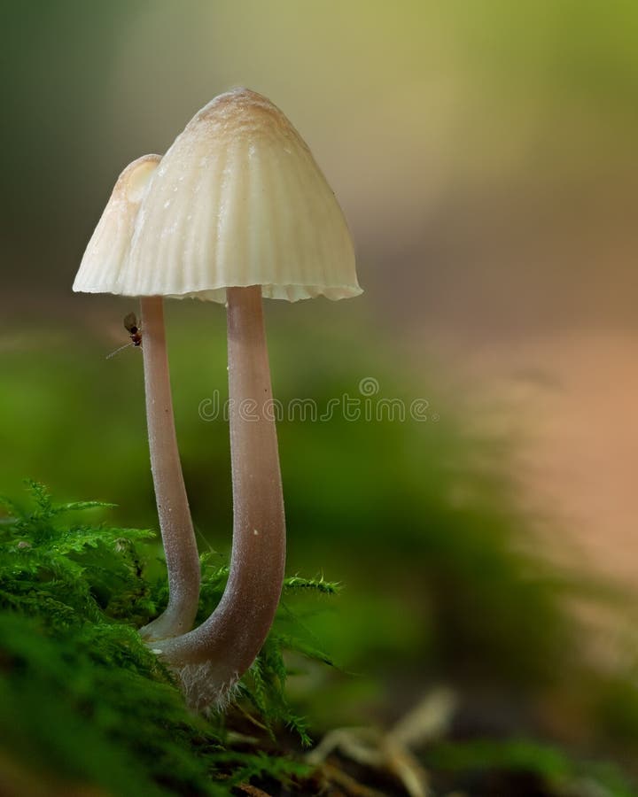 Mycena Genus Mushrooms in the Forest, Close-up, Vertical Stock Photo ...