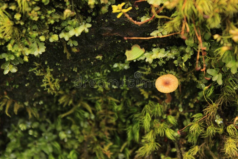 Mycket Liten Champinjon I Mossa Och Lav Arkivfoto - Bild av liten ...