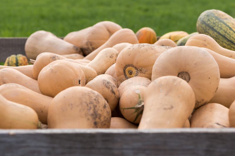 Mycket Pumpor - Butternut-pumpa Fotografering för Bildbyråer - Bild av ...