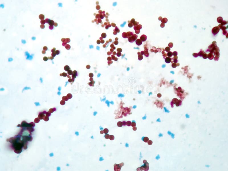 Mycobacterium stock photo. Image of enteric, medical - 89484852