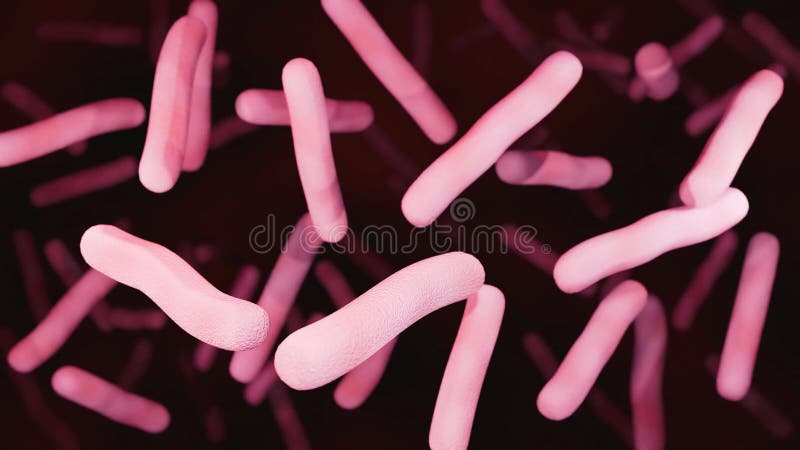 Mycobacterium Tuberculosis Also Known As Koch S Bacillus Stock Footage ...
