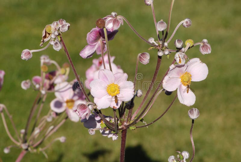 Fleur Blanche, Membre De La Famille De Lis Photo stock - Image du ...