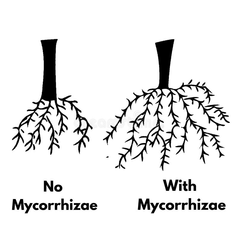 Silhouette Mycorrhiza Stock Illustrations – 3 Silhouette Mycorrhiza ...