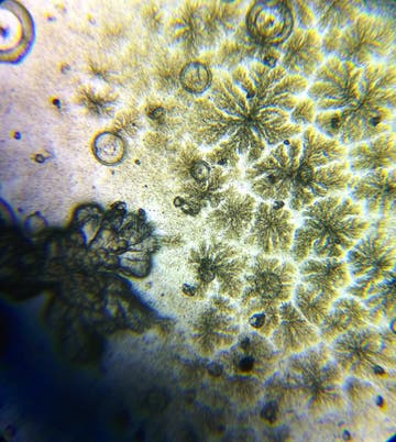 Bacillus Subtilis Beautiful Bacterial Growth Under the Microscope Stock ...