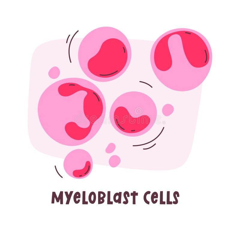 Myeloblast Human Cells stock vector. Illustration of cell - 280800146