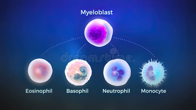 The Myeloblast is a Unipotent Stem Cell Which Differentiates into the ...