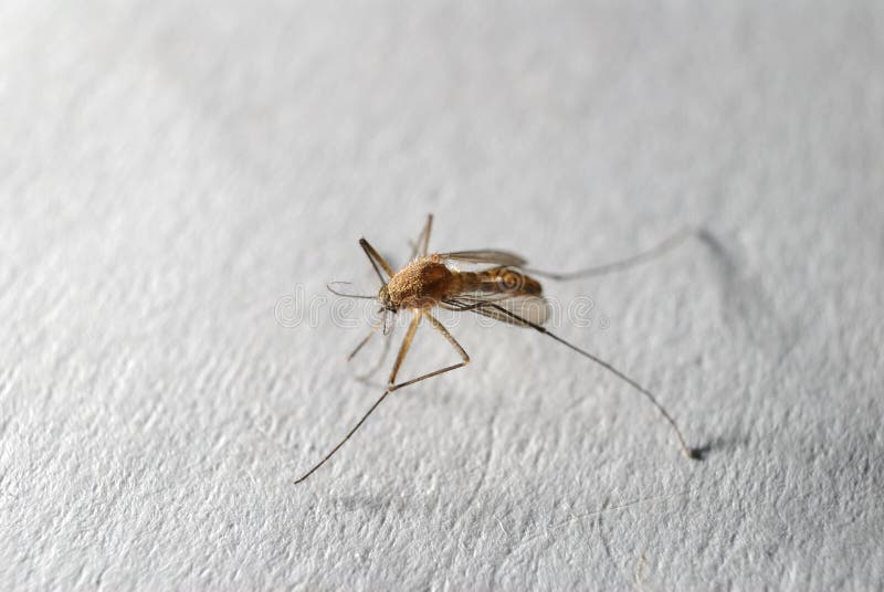 3,648 Mygga Foton - Gratis och royaltyfria stockfoton från Dreamstime