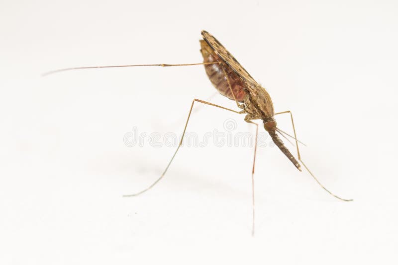 3,648 Mygga Foton - Gratis och royaltyfria stockfoton från Dreamstime