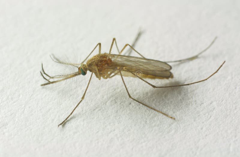 9,123 Mygga Foton - Gratis och royaltyfria stockfoton från Dreamstime