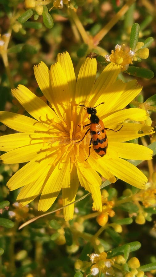 Mylabris is a Genus of Beetles in the Family Meloidae. Stock Photo ...