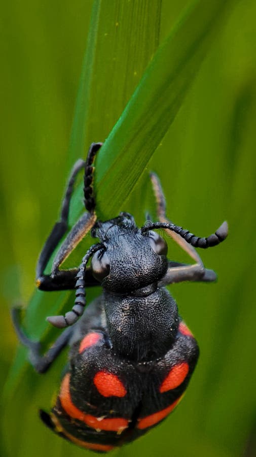 Mylabris pustulata stock photo. Image of pustulata, beetle - 286591914