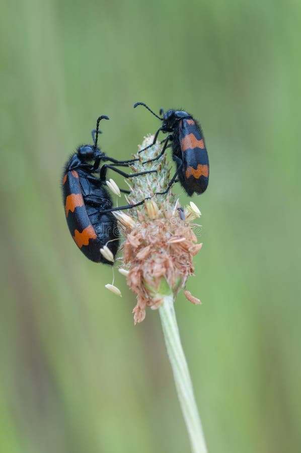 Mylabris variabilis stock photo. Image of insects, nature - 26081390