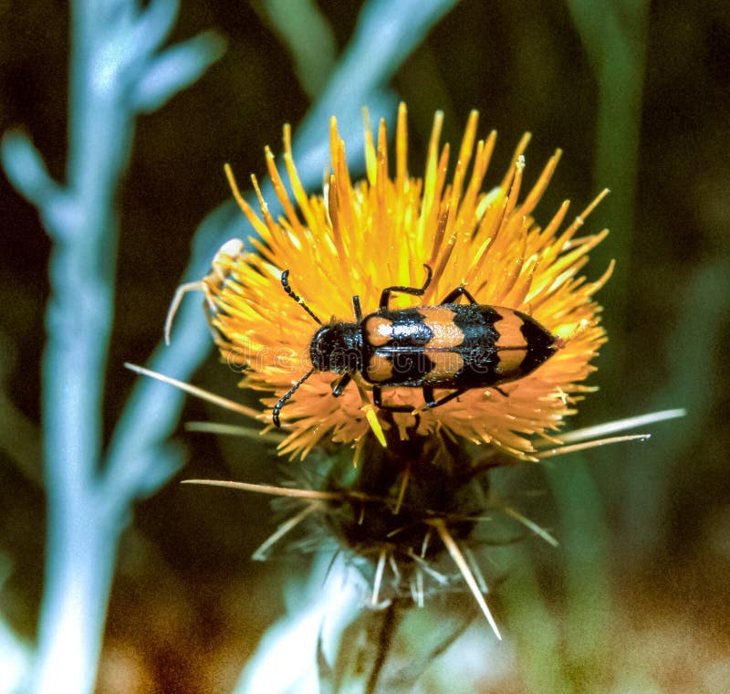 Mylabris Variabilis - Red and Black Beetle on a Yellow Flower, Ukraine ...