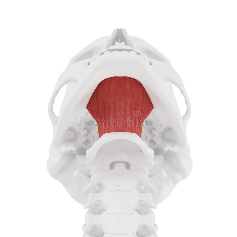 Mylohyoid Muscle Anatomy for Medical Concept 3D Illustration Stock ...