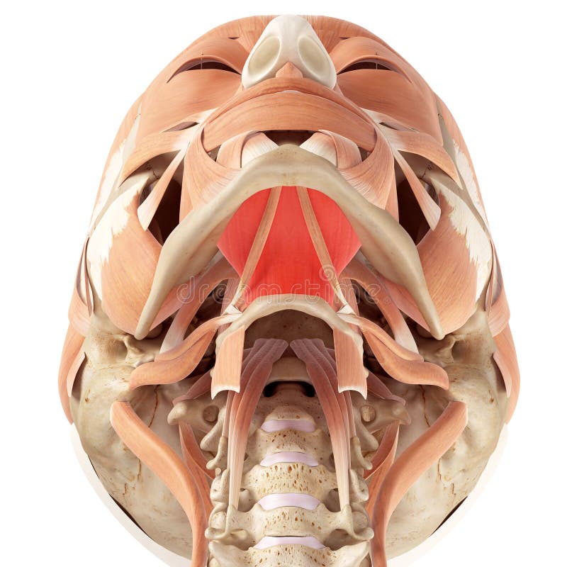 Mylohyoid Muscle Anatomy For Medical Concept 3D Stock Illustration ...