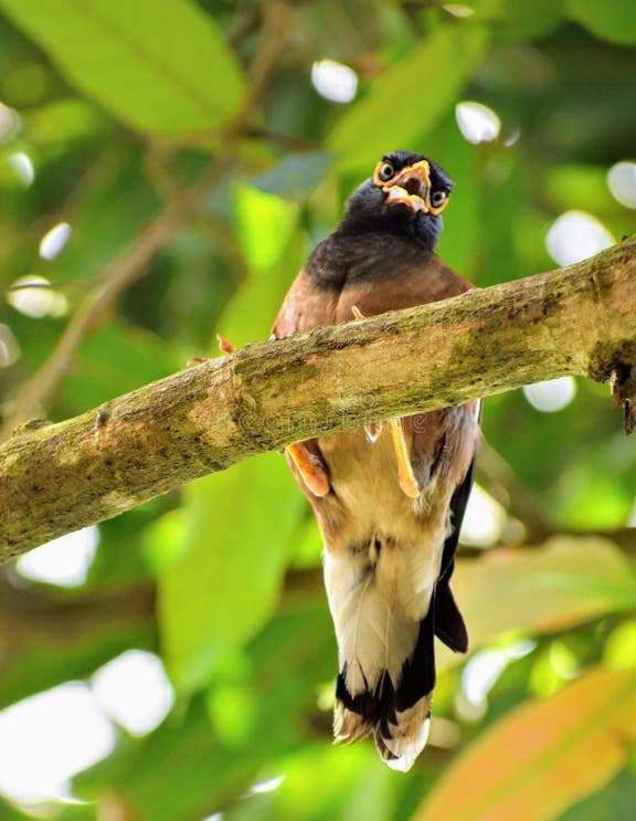 Myna stock photo. Image of common, myna, bird, animal - 123318228
