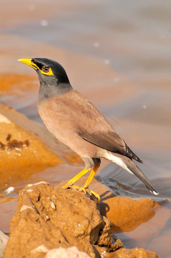 Common myna stock photo. Image of colour, avian, fangs - 15395018