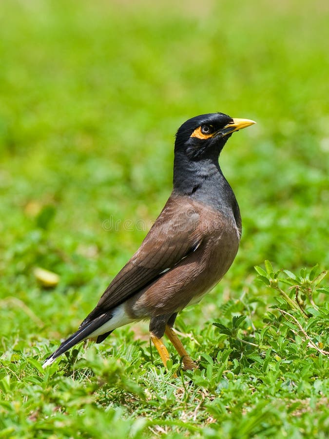 Common myna stock photo. Image of colour, avian, fangs - 15395018