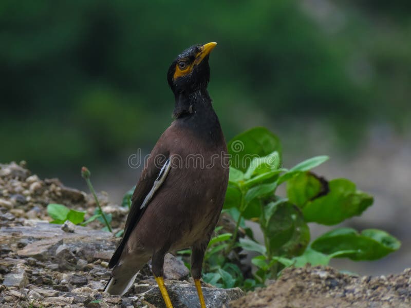 Myna bird looking up. stock photo. Image of green, myna - 180021058
