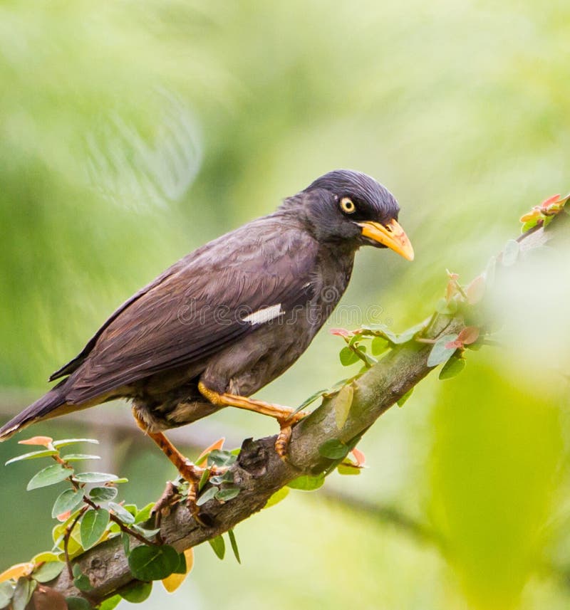 Myna bird stock image. Image of tristis, bird, hanging - 46121355