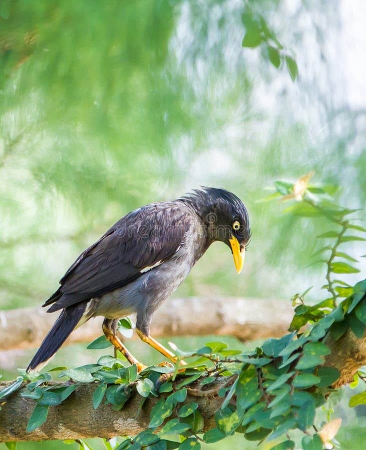 Myna bird stock image. Image of sturnidae, beak, myna - 46121409