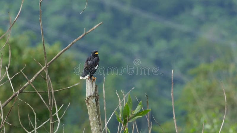 Myna Bird Attacking a Giant Lizard To Protect Their Nest Stock Video ...