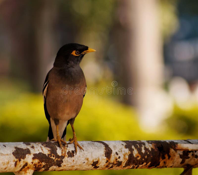 Myna Bird Sitting on a Rod in the Morning Bliss Stock Image - Image of ...