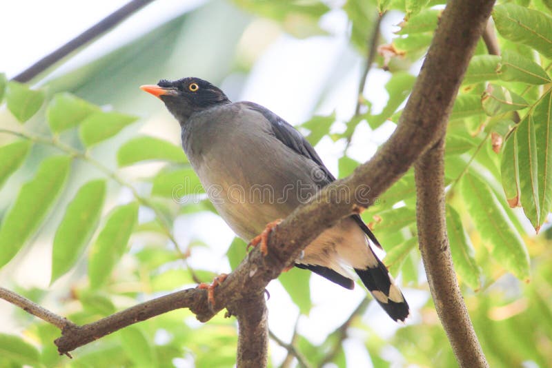 The myna stock image. Image of blackbird, flower, animal - 260141445
