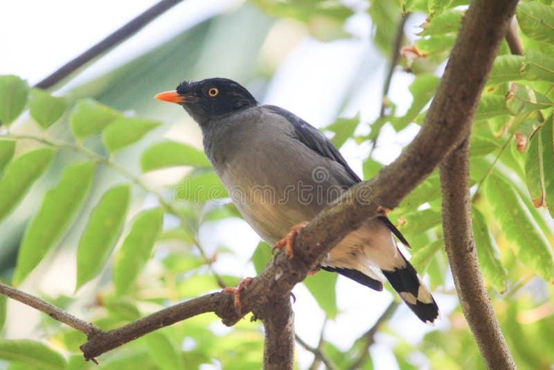 The myna stock image. Image of birds, flower, outdoor - 260141491