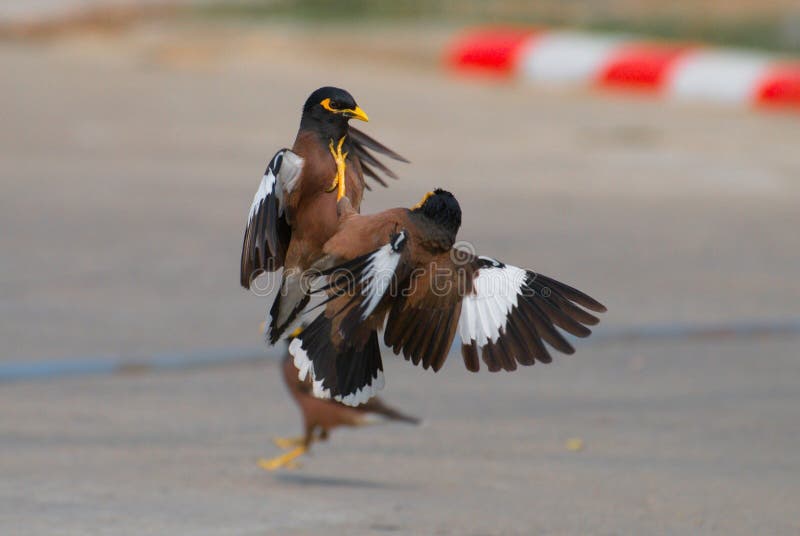 Myna Birds Common and Great Stock Image - Image of avian, brown: 237516687