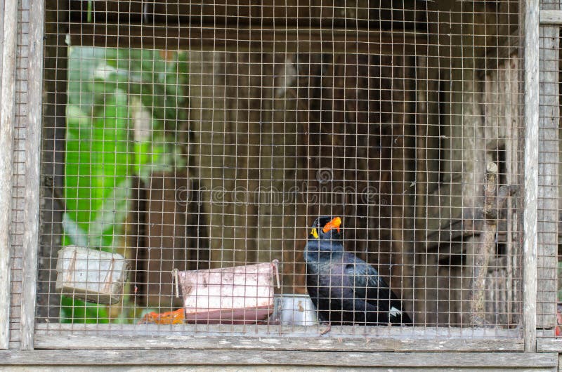 110 Myna Cage Stock Photos - Free & Royalty-Free Stock Photos from ...