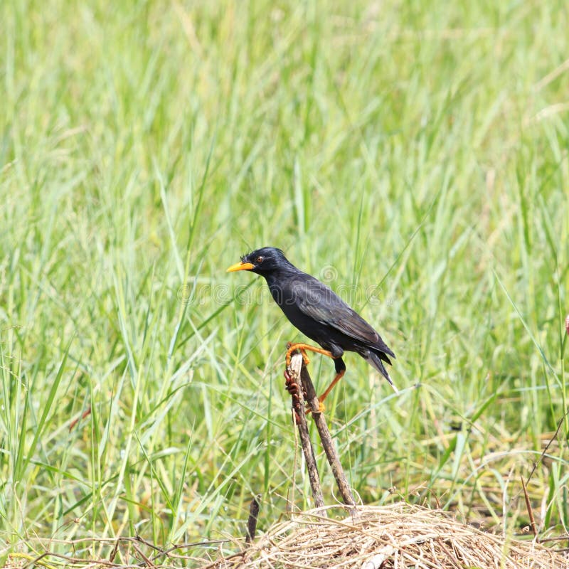 Myna Exalado Branco No Fundo Da Natureza Imagem de Stock - Imagem de ...
