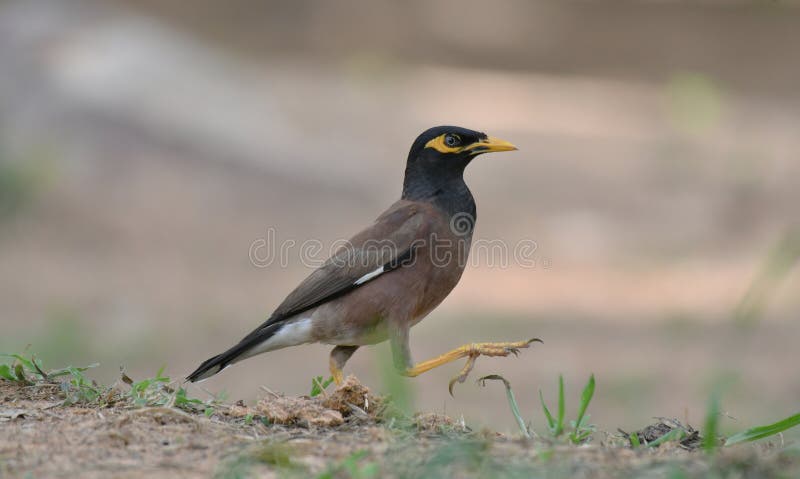 Myna on ground. stock image. Image of myna, sparrow - 234131119