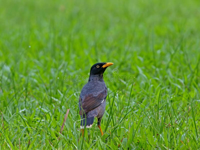 Myna Looking Foods in the Park Stock Image - Image of wildlife, avian ...