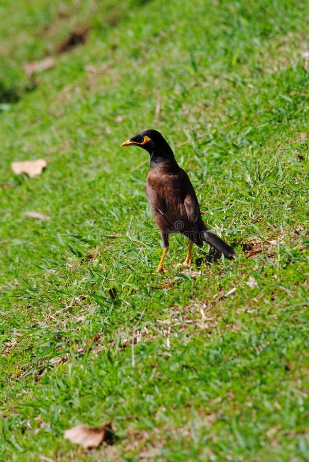 Myna stock photo. Image of nature, landscape, tree, animal - 44314558