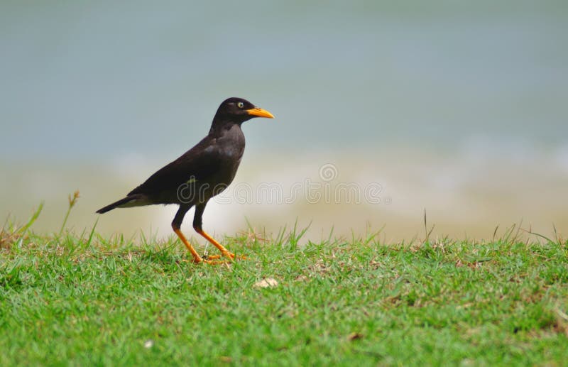 Mynah by the beach stock photo. Image of grass, single - 12149654