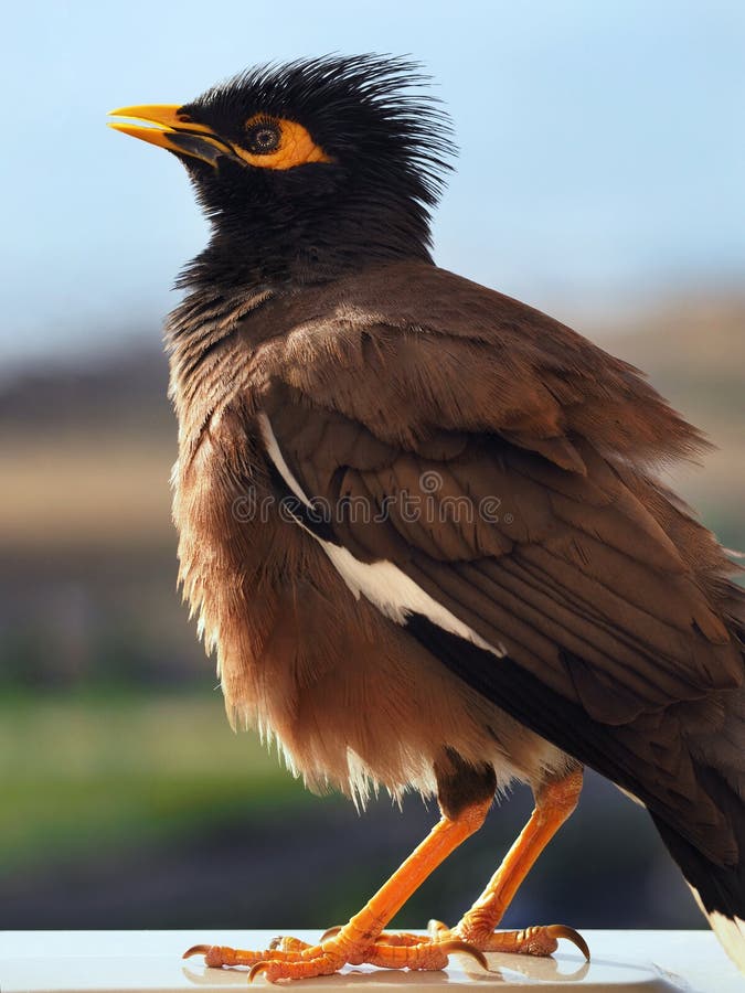 Mynah raised the crest stock photo. Image of mynah, beak - 61939474